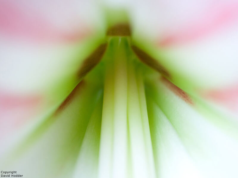 Photography - David Hodder