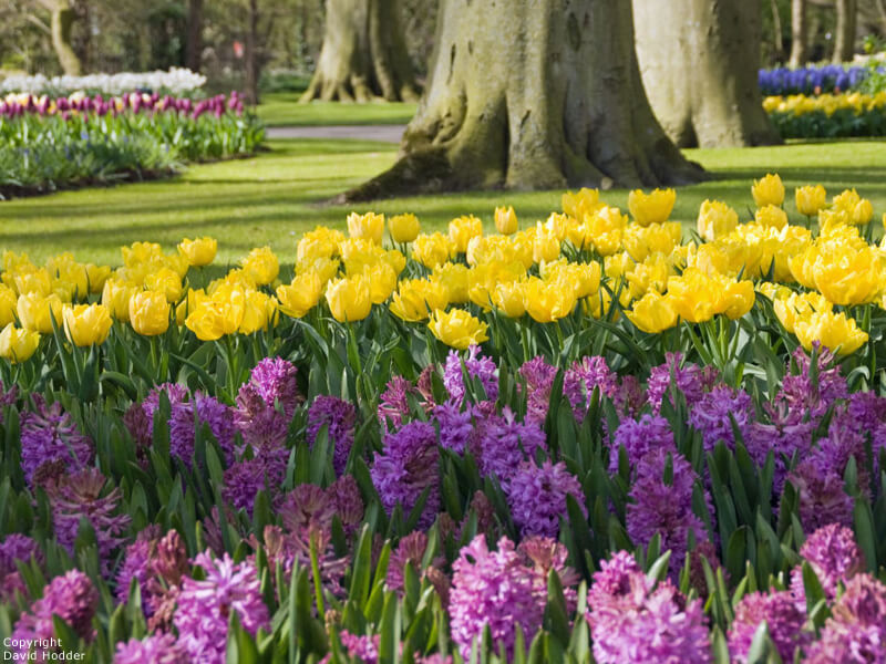 Photography - David Hodder