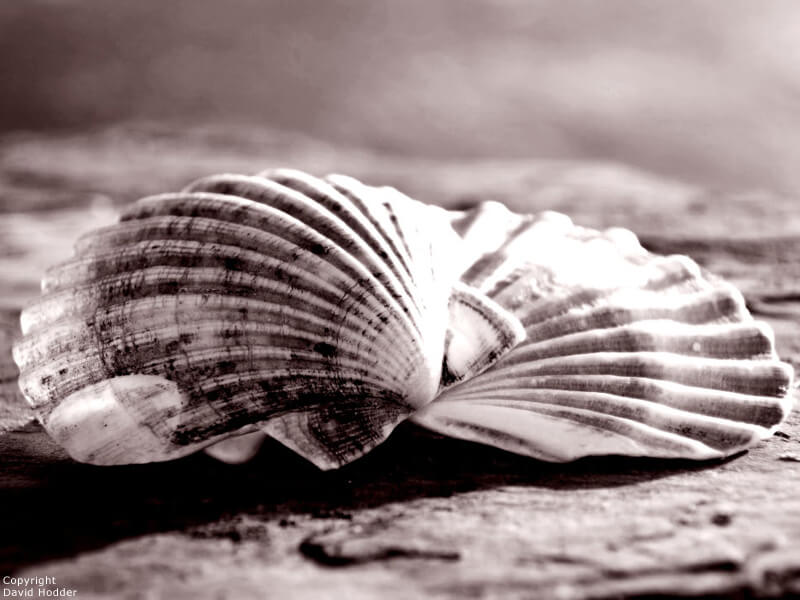 Photography - David Hodder