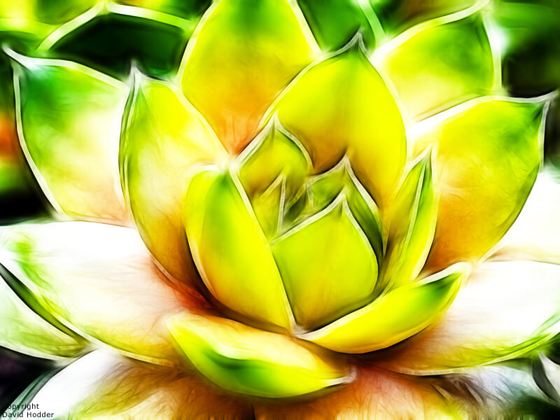 Photography - David Hodder